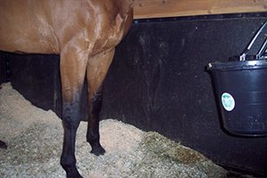 SoftWall | Leader in Stall Padding for Animal Stalls | Horse Stall Padding